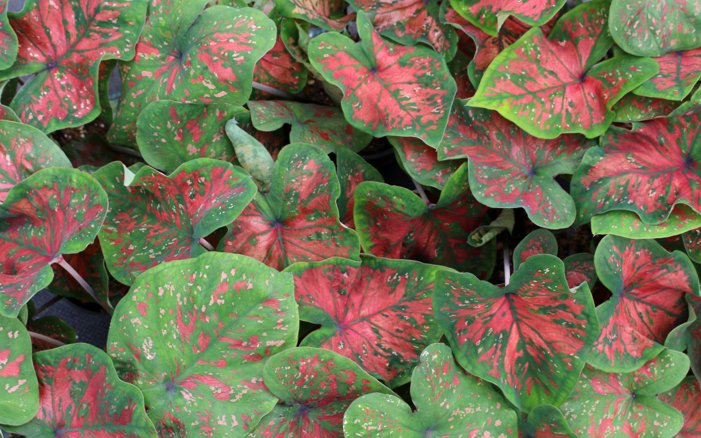 Freckles | Green Treasure