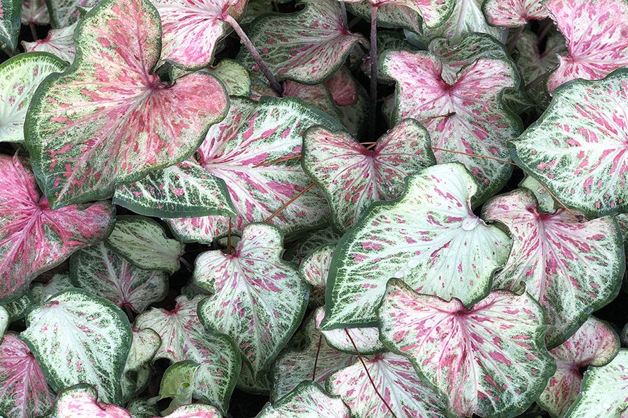 Candyland | Green Treasure